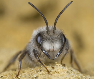 Unveiling the World of Miner Bees: Behaviors and Habits