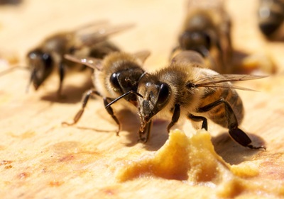 Worker Bees: Roles, Lifespan, and Importance Explained