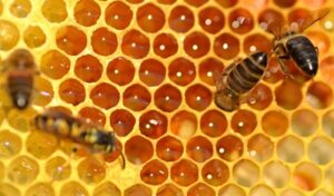 Worker Bees: Roles, Lifespan, and Importance Explained