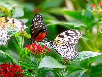 Unveiling the Beauty of Creating a Butterfly Garden for Kids