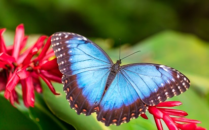 Morpho Butterfly Diet | Butterfly and Bee Garden