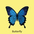Butterflies vs Moths-Their Differences and Similarities
