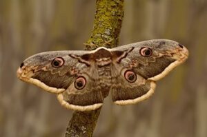 Butterflies vs Moths-Their Differences and Similarities