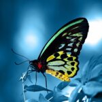 What Is a Queen Alexandra's Birdwing Butterfly