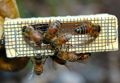 Queen Bee in Hive | What is their Role and Life Cycle