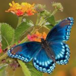 Life Cycle and Habitat of the Red Spotted Purple Butterfly