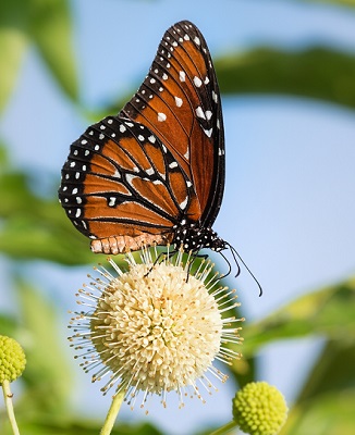 Protect Monarch Butterfly from Ophryocystis Elektroscirrha
