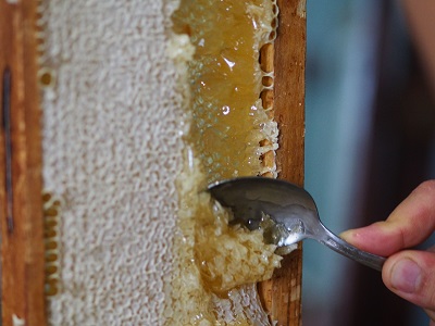 Capped Brood vs Capped Honey: How to Tell the Difference