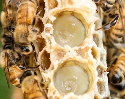 Purpose and Significance of Bees Royal Jelly in Bee Colonies