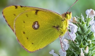 What is the Yellow Butterfly Meaning