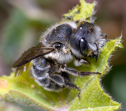 Leaf Cutter Solitary Bee | Butterfly and Bee Garden