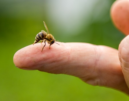 Why Do Bees Die After Stinging:Unveiling the Mystery