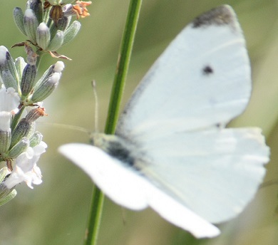Mesmerizing World of Butterfly Colors: A Spectrum of Beauty