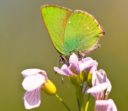 Emerald Elegance: Exploring The World Of Green Butterflies