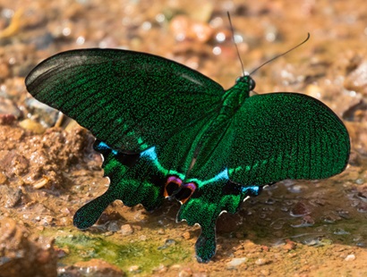 Emerald Elegance: Exploring The World Of Green Butterflies