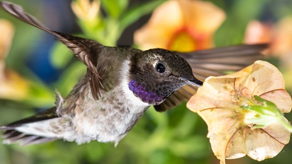 Unveiling The Wonders Of Cross-Pollination