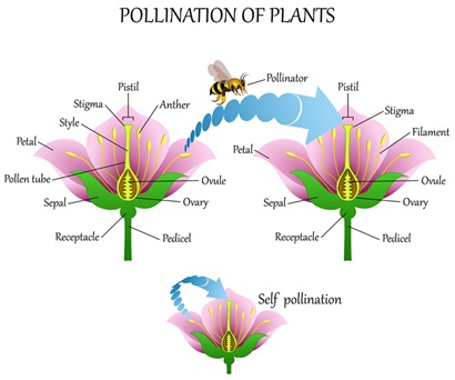 Unveiling The Wonders Of Cross-Pollination